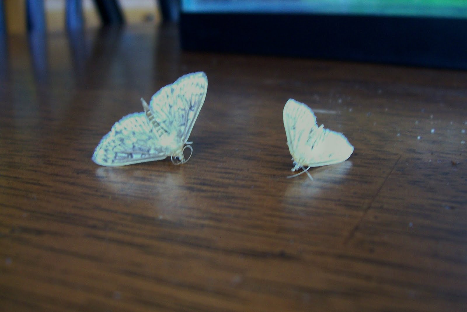 Pauley-Face Farm: Caterpillar Lapbook