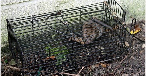 Tips and Techniques to Get Rid Of Rats - Do Pest Control Yourself