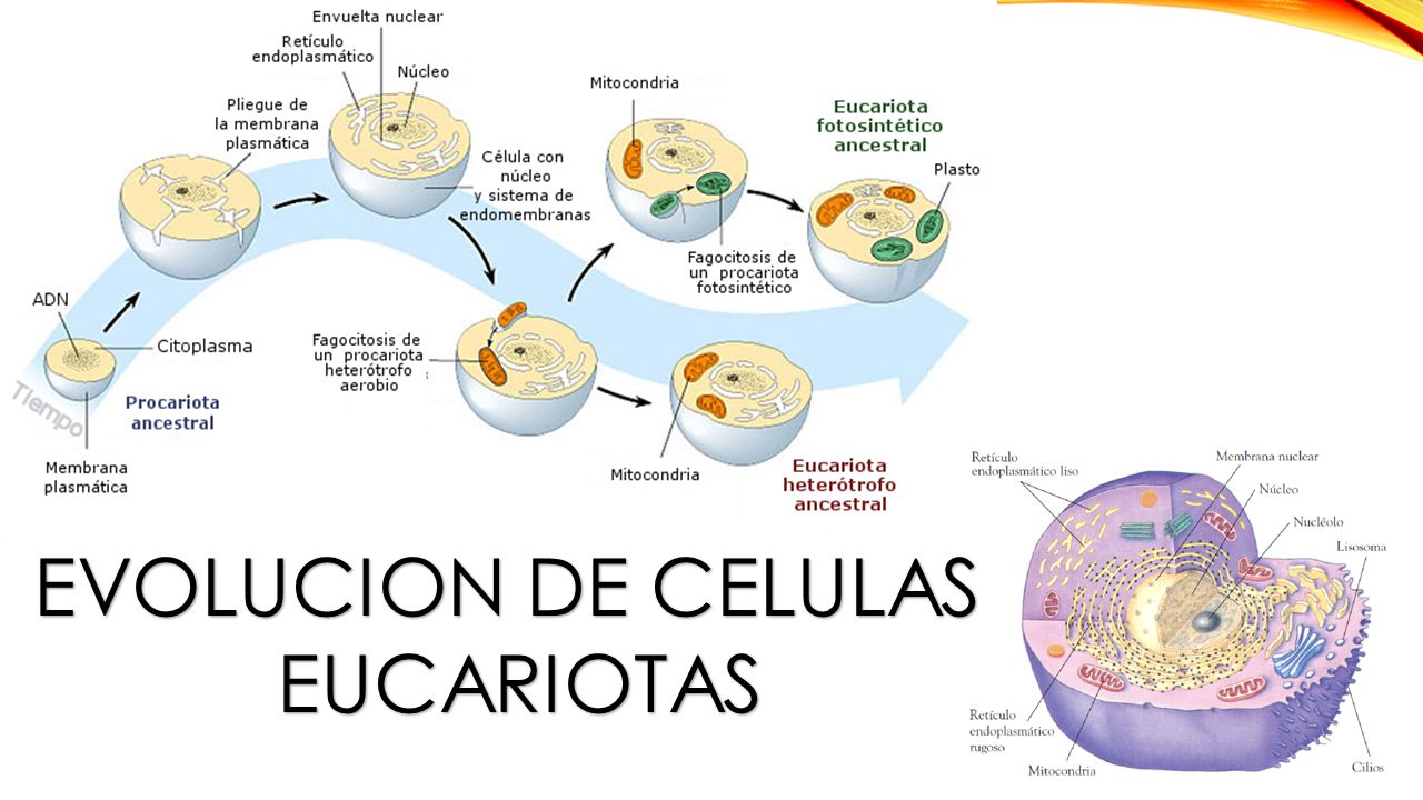 Teoria Del Origen De Las Celulas Eucariotas Compartir Celular | My XXX ... Teoria Del Origen De Las Celulas Eucariotas Compartir Celular | My XXX ...
