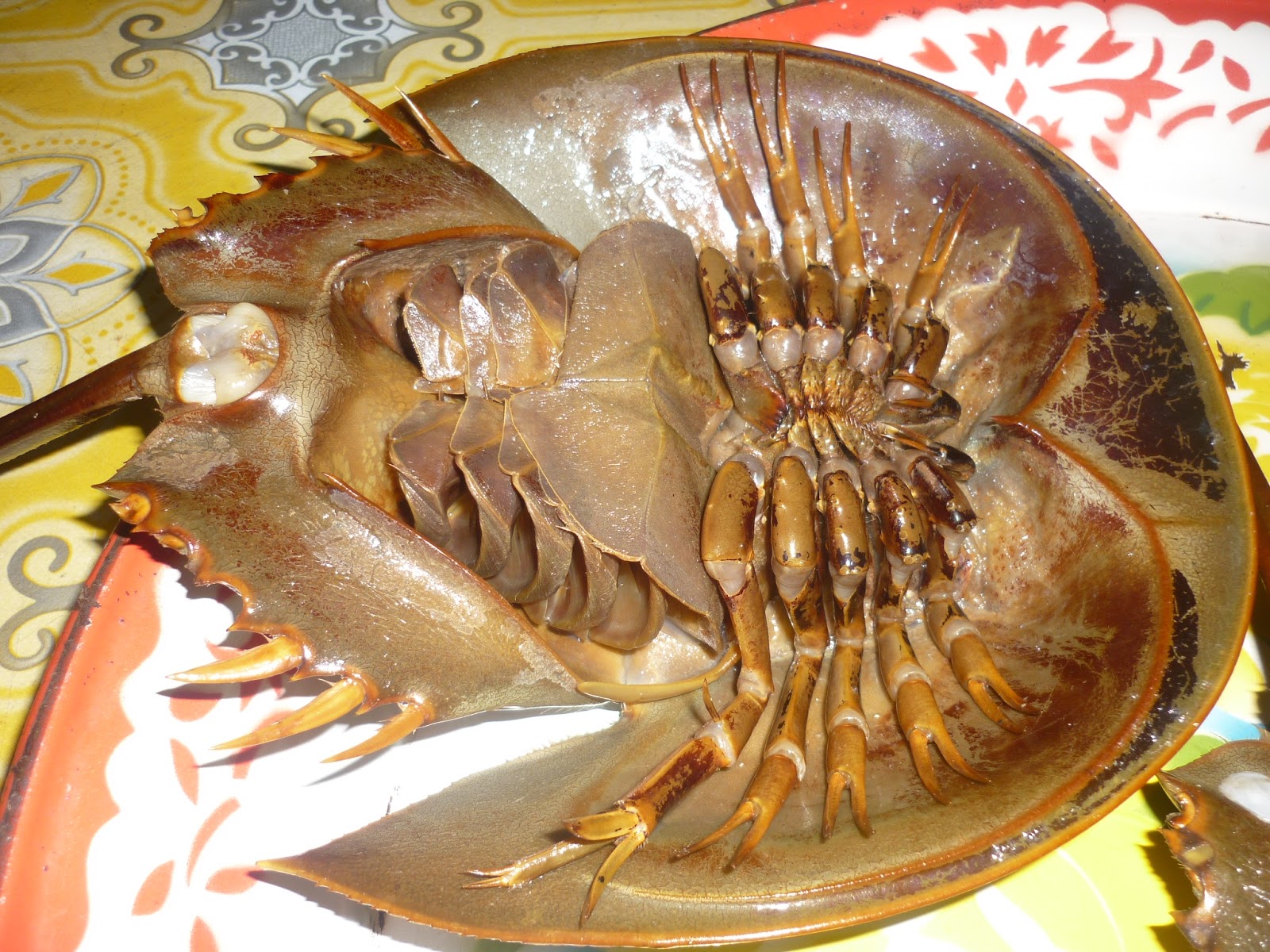 ini kisahnya : Belangkas