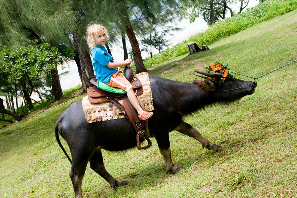 Flashes of life in Guam: Carabao ride