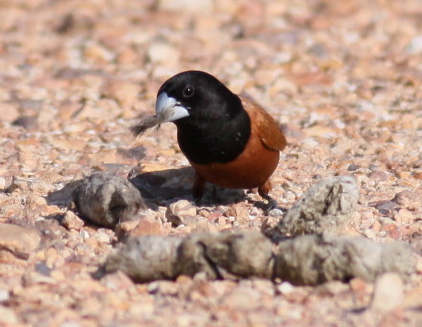 Mike is the name Birding is the game ( Birding in Malaysia - Malaysian ...