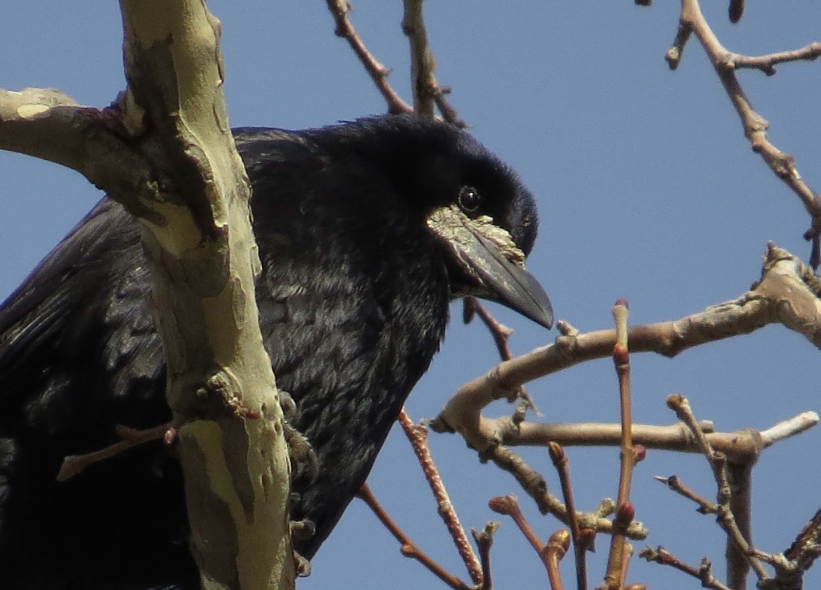 Mareando la perdiz: Grajas