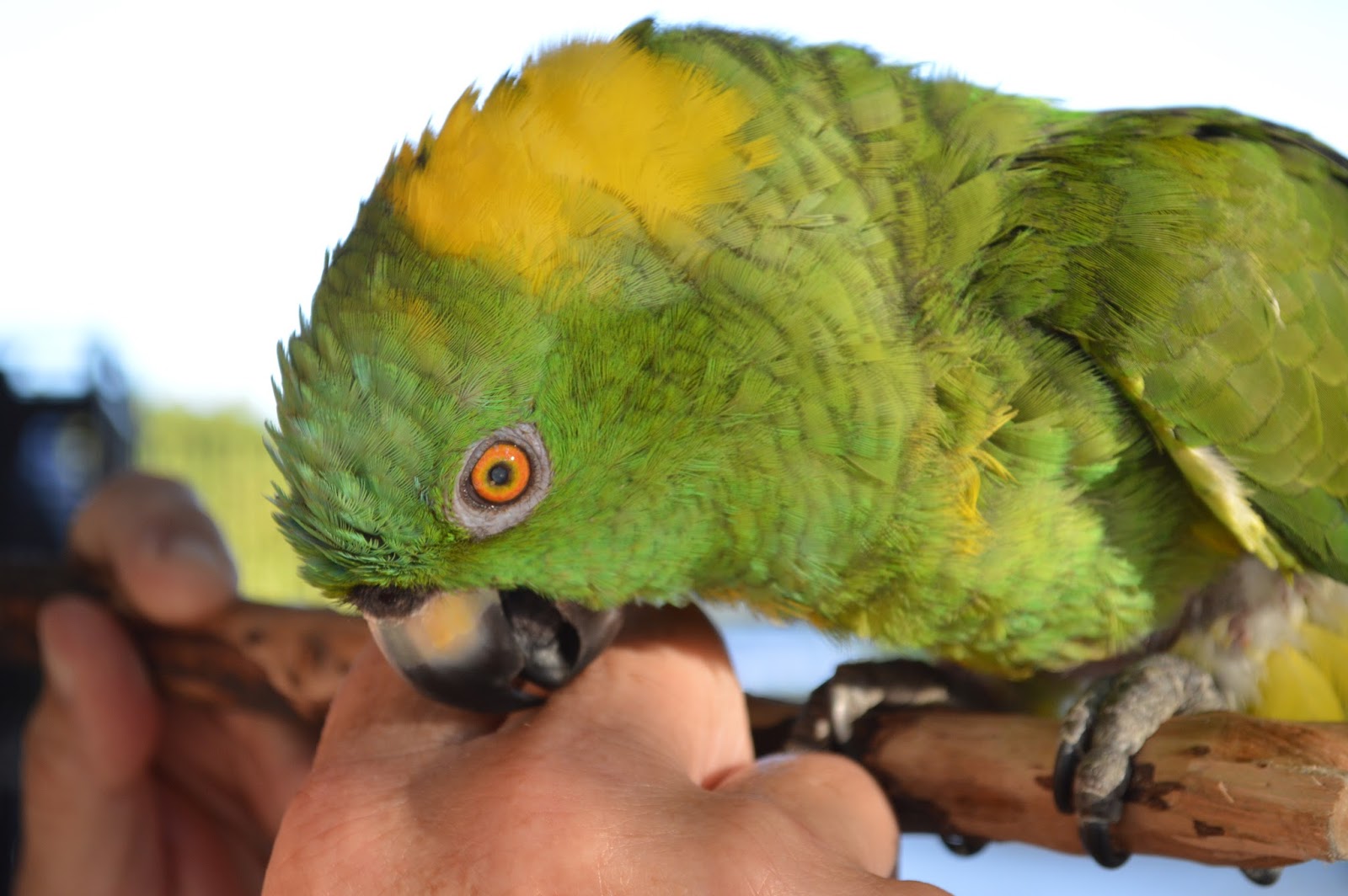 Key Largo Florida: Photographing plants, animals, and a sunset boat ride!