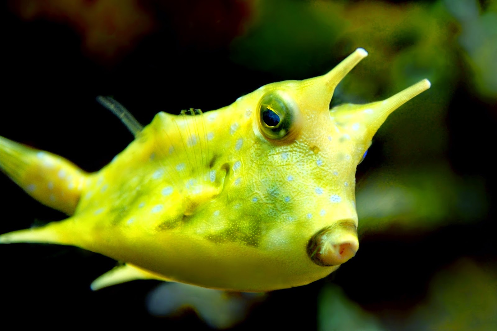 Especies muy raras: los animales acuáticos más extraños