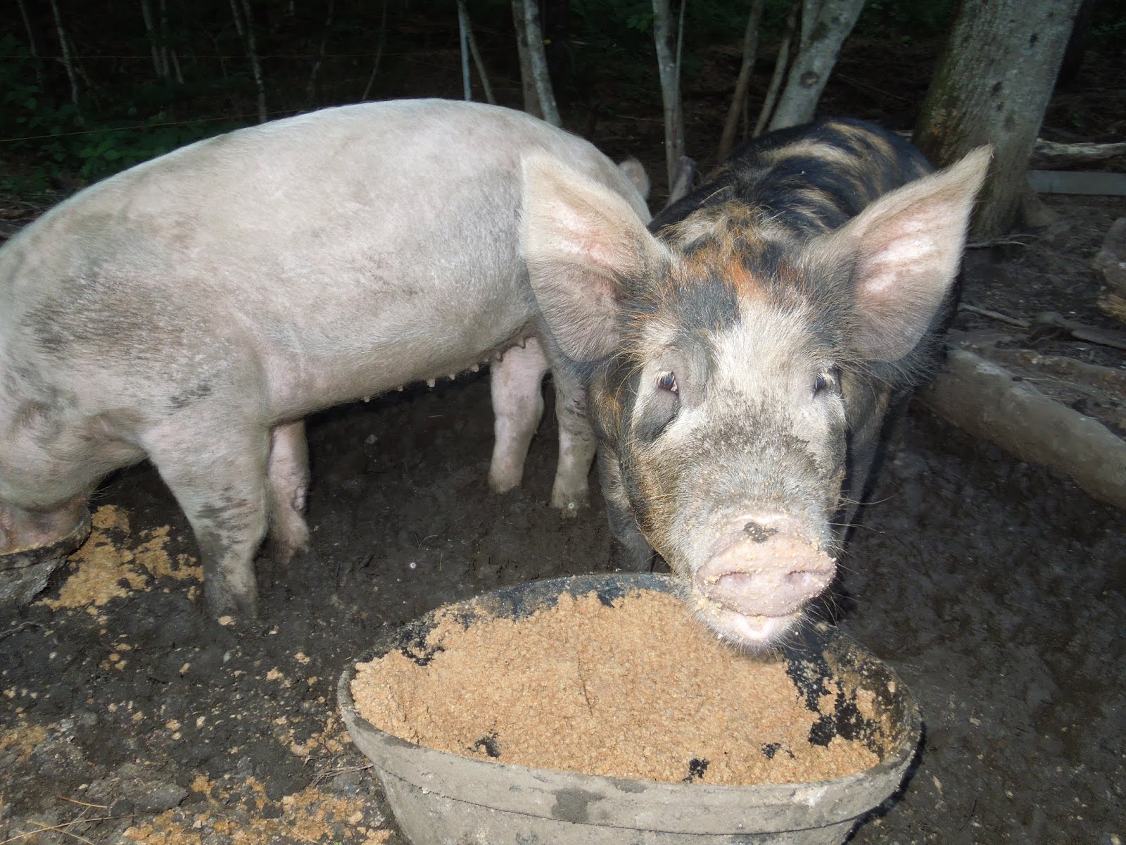Ventures In Vermont: Digging Pigs
