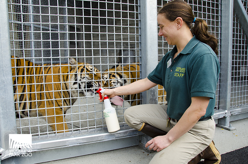 What is it like to be a tiger keeper?