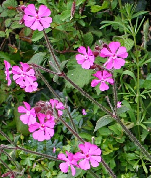 Variety of Life: Silene