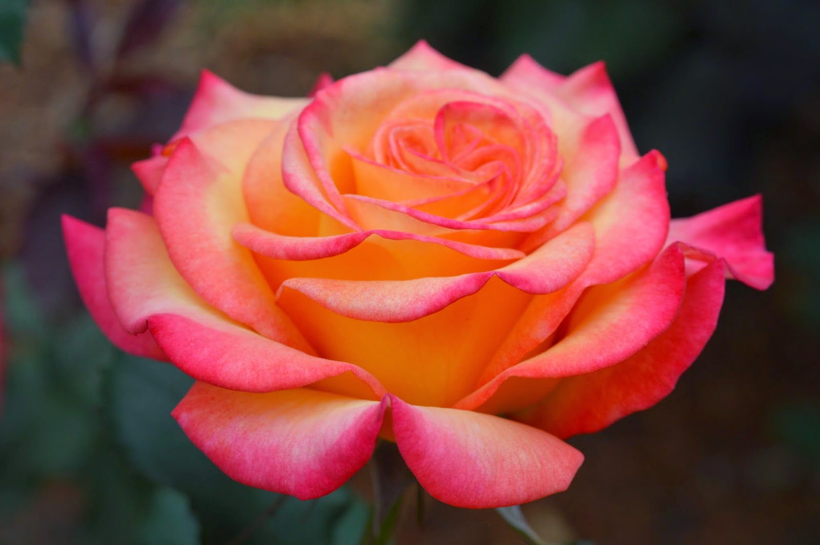 The Pless People: Sunset Beach Botanical Gardens