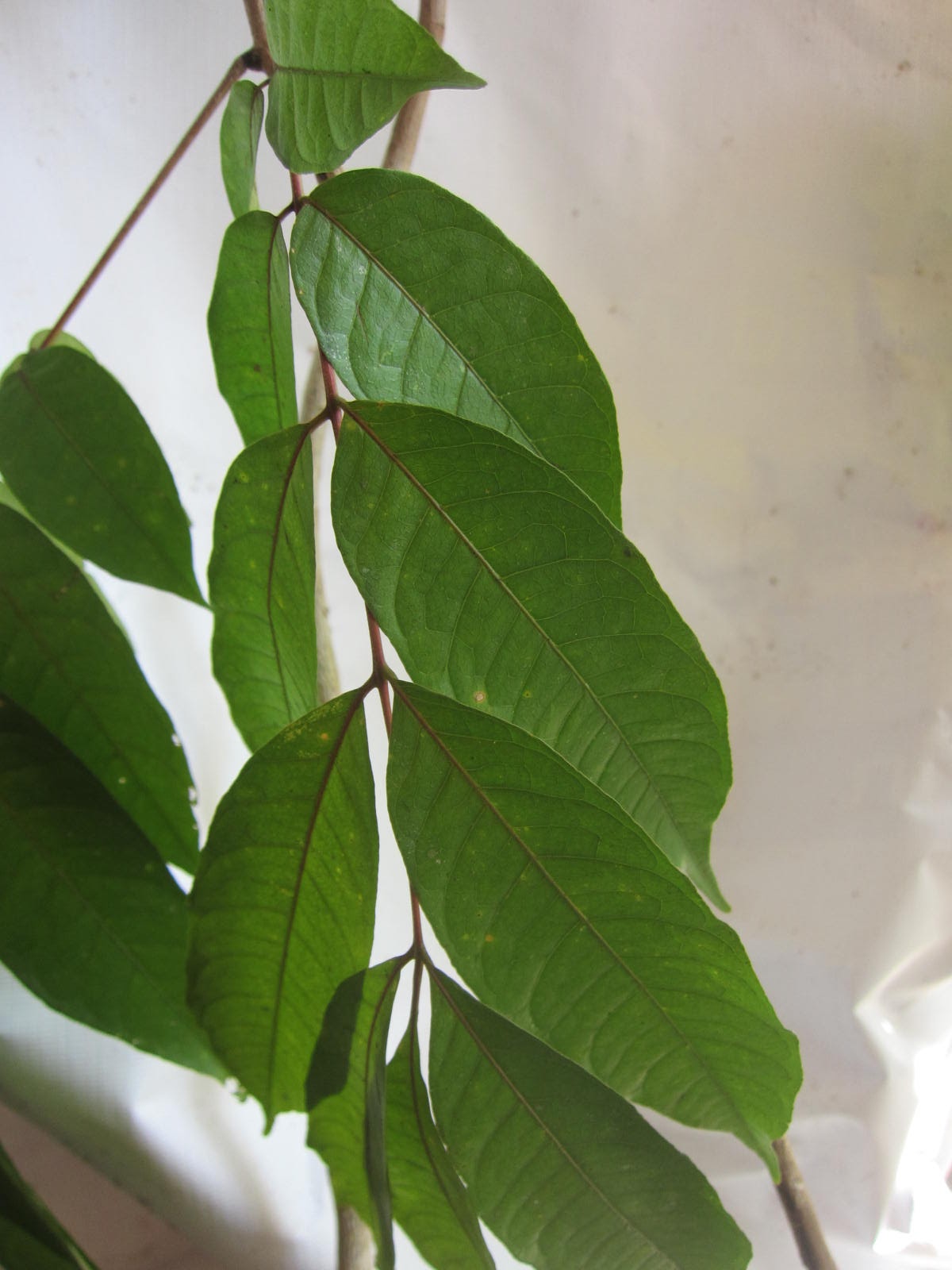 Dari Hutan ke Bandar...: KENALI SPESIS BENIH POKOK BUKAN MERANTI