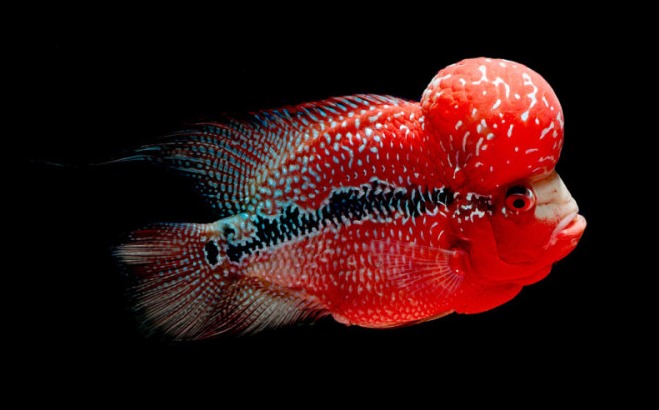 Inilah Jenis Ikan Hias Louhan Termahal dan Terbesar Sedunia