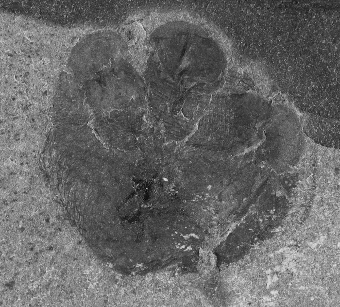 캄브리아기의 생태계를 엿볼 수 있는 분석(coprolite)