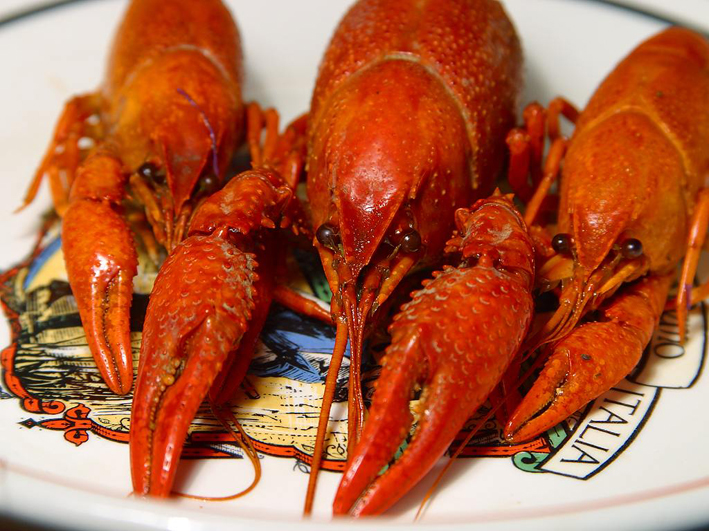 Flavors of Brazil: SEAFOODS OF BRAZIL - Crayfish (Pitu)