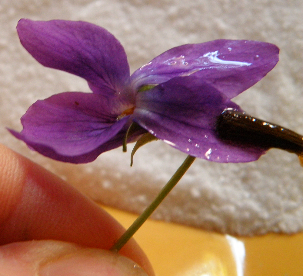 Seasonal Eating: Candied Violets