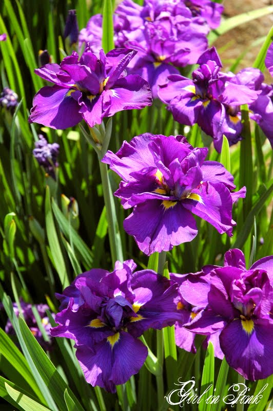 Girl in Pink: Nellie's Washstand and a Whole Lot of Beautiful Iris!