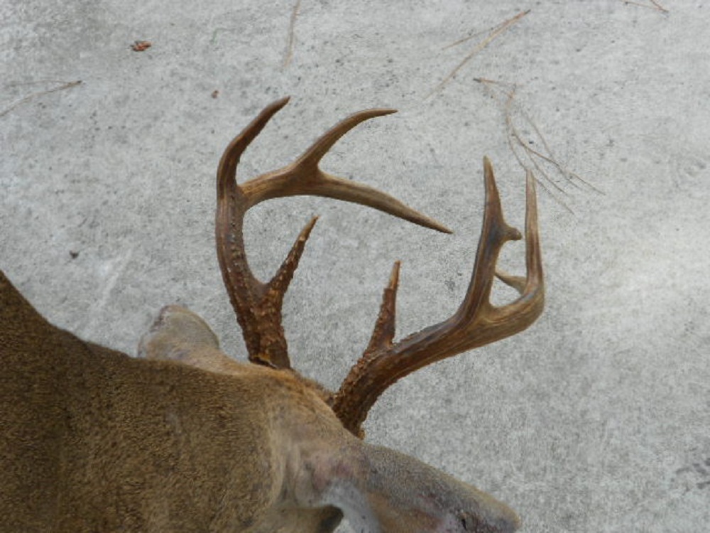 trophy-hunting: Two More Big Florida Bucks for 2011!