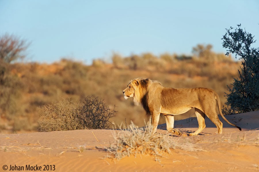 Johan Mocke Photography: "My Lion" for one hour in the Kgalagadi