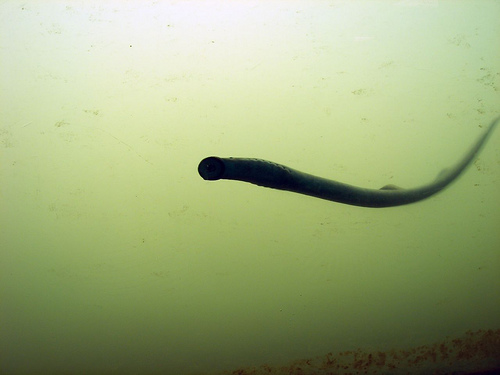 Behind the French Menu: Lamprey in French cuisine.