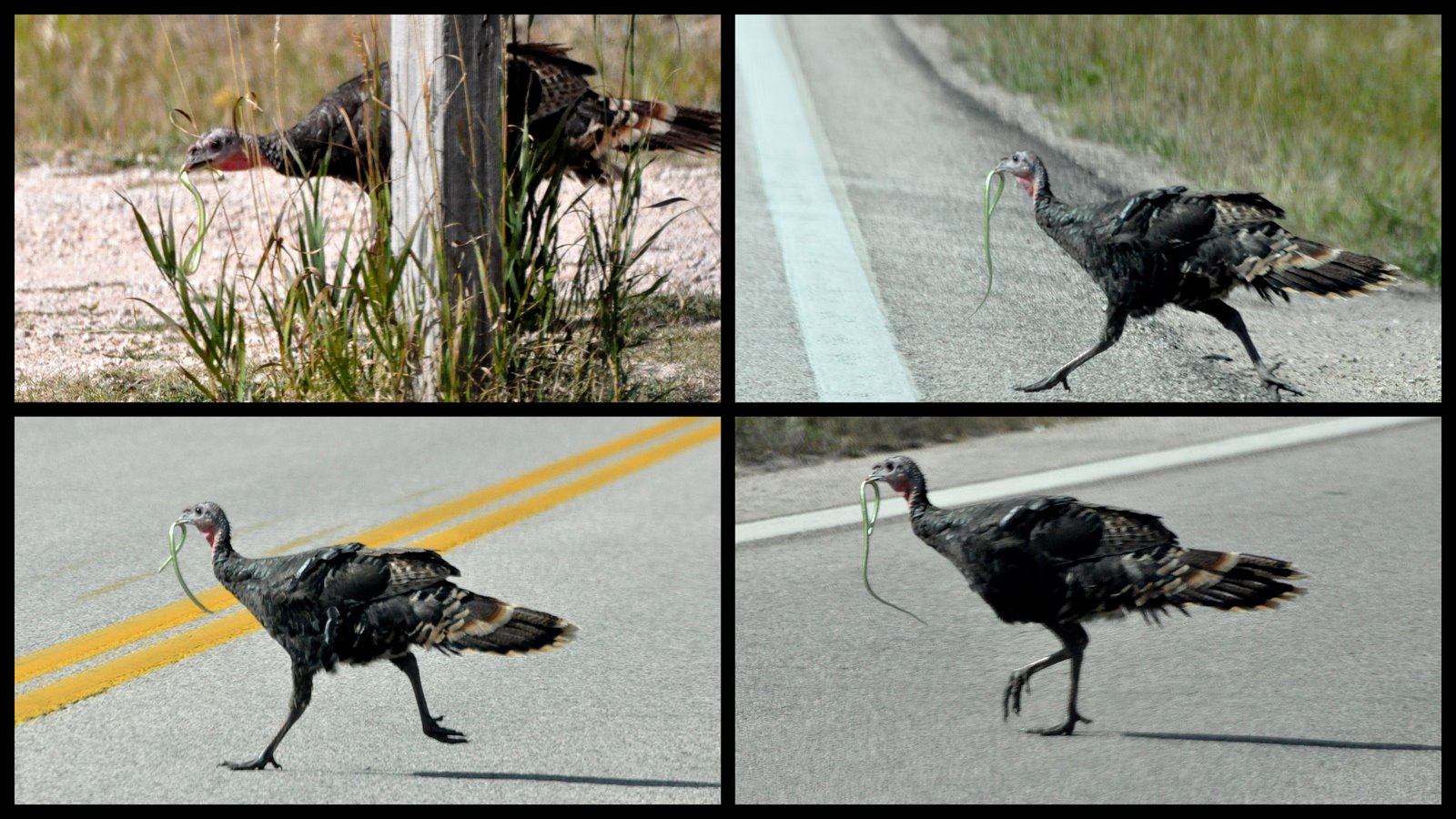 Red-shouldered Hawks of Tingsgrove and Beyond: Turkey Eating Snake~