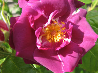 Purls In the Pool: The Roses in June