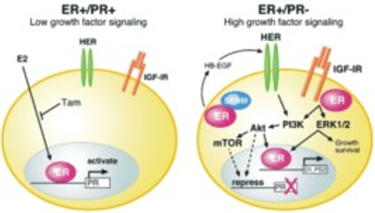 KNOWLEDGE: GROWTH FACTOR/RECEPTOR ER, PR DAN HER-2