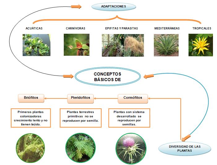 Con Ciencia para la Vida: Conceptos básicos de Botánica (Quesquén ...