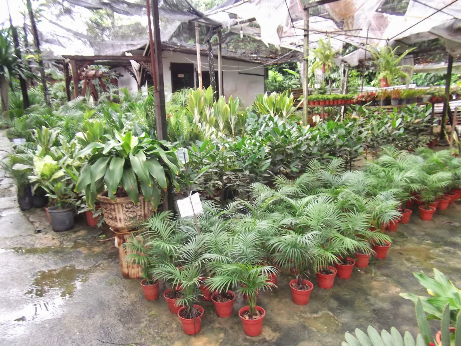 ZAIZEER KULIM LANDSCAPE: JENIS-JENIS RUMPUT / POKOK BUNGA / POKOK HIASAN