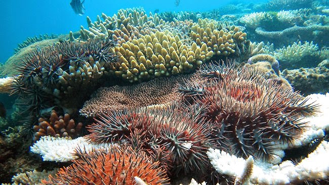 Hidupan Laut Yang Berbisa |MyRokan