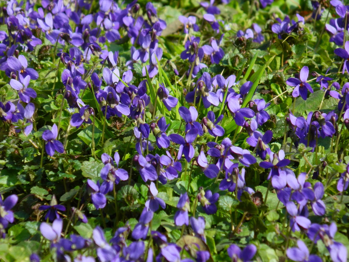 LA MULTI ANI, ROMANIA!: "Invazie" de toporasi