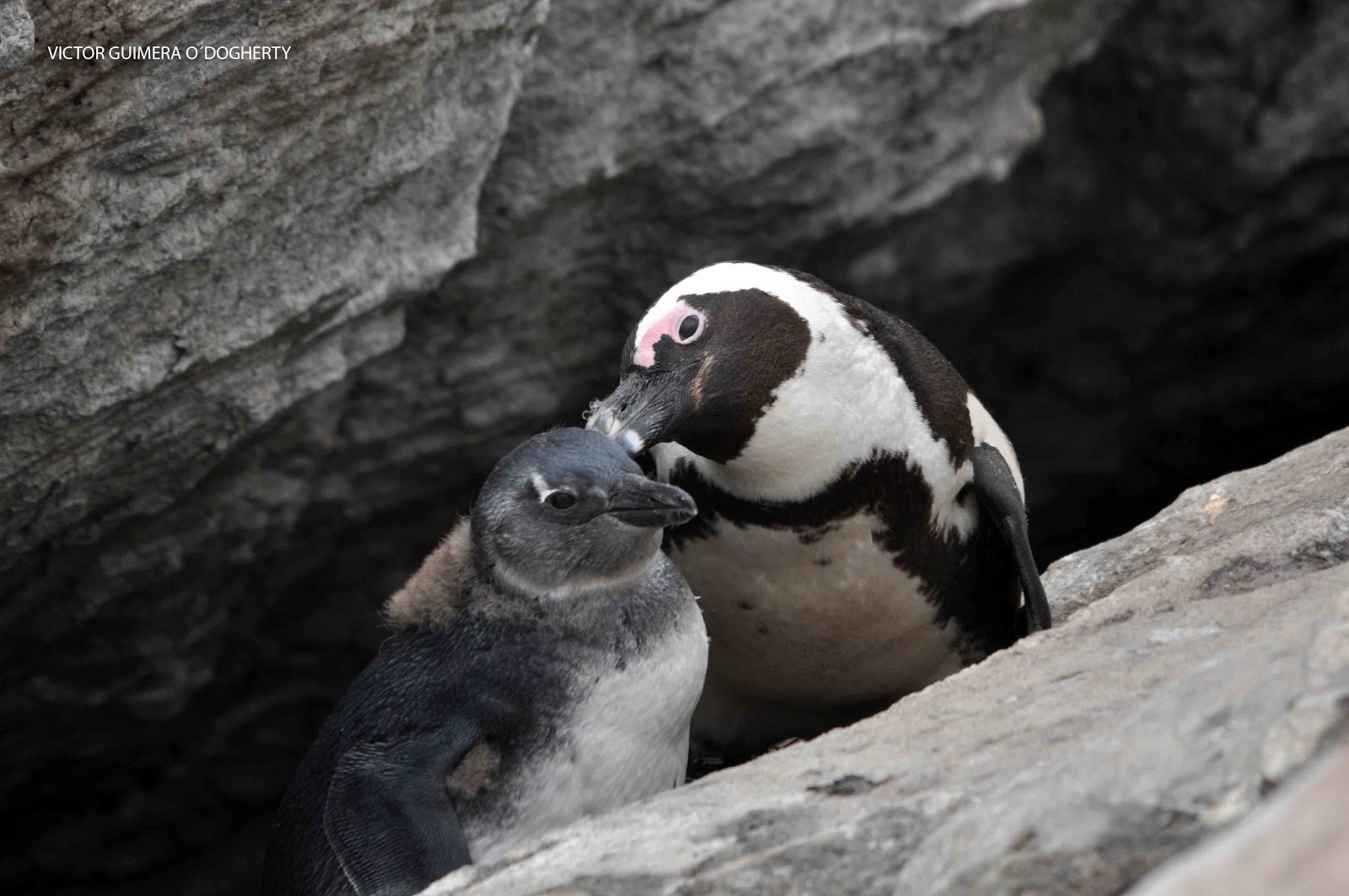Mis imágenes de aves: Y SEGUIMOS CON EL PINGUINO DEL CABO