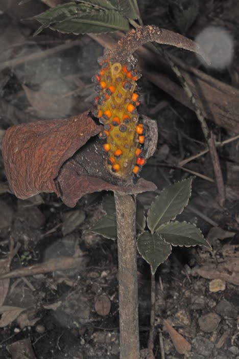 BunyipCo: November 2011