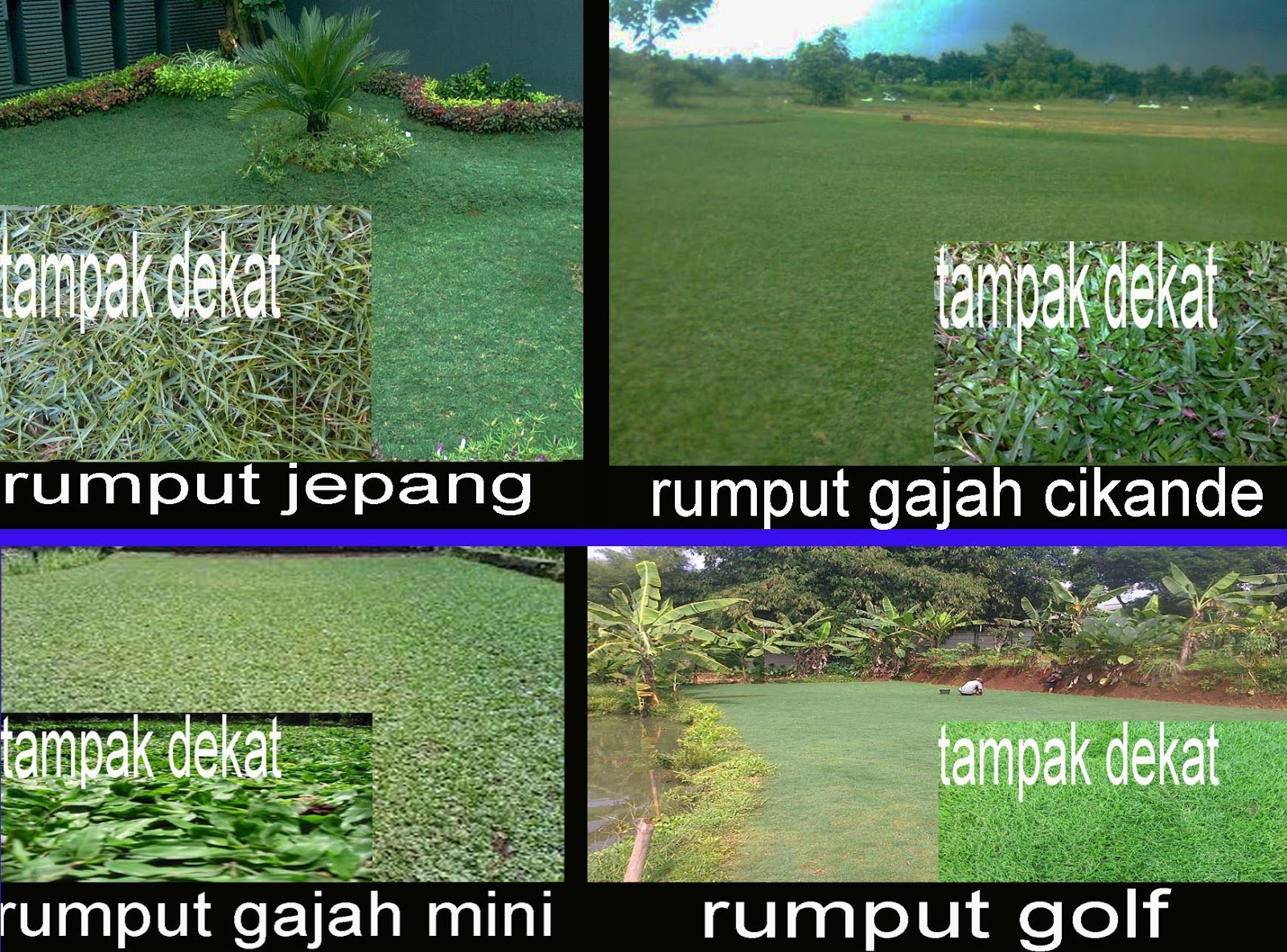 TUKANG RUMPUT DEPOK TUKANG RUMPUT MURAH - JASA LANDSCAPE PROPESIONAL ...