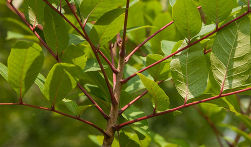 Poison Sumac Rash Pictures | Medical Pictures and Images - (2023 Updated)