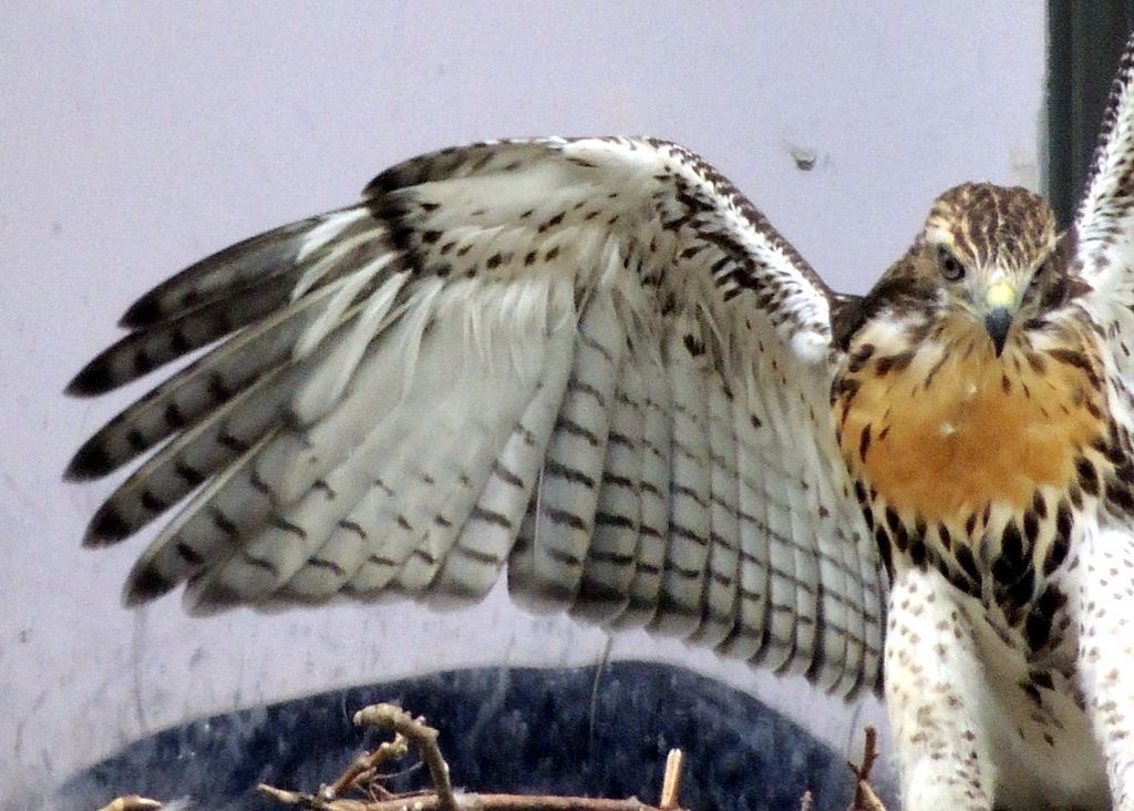 Hawkwatch at the Franklin Institute: Fasten your seat belts ...