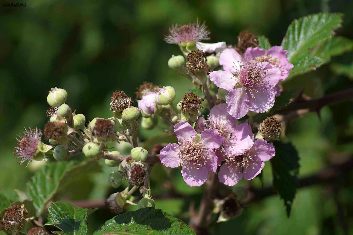 Las flores silvestres de Hormaza: Rubus fruticosus subsp. praecox