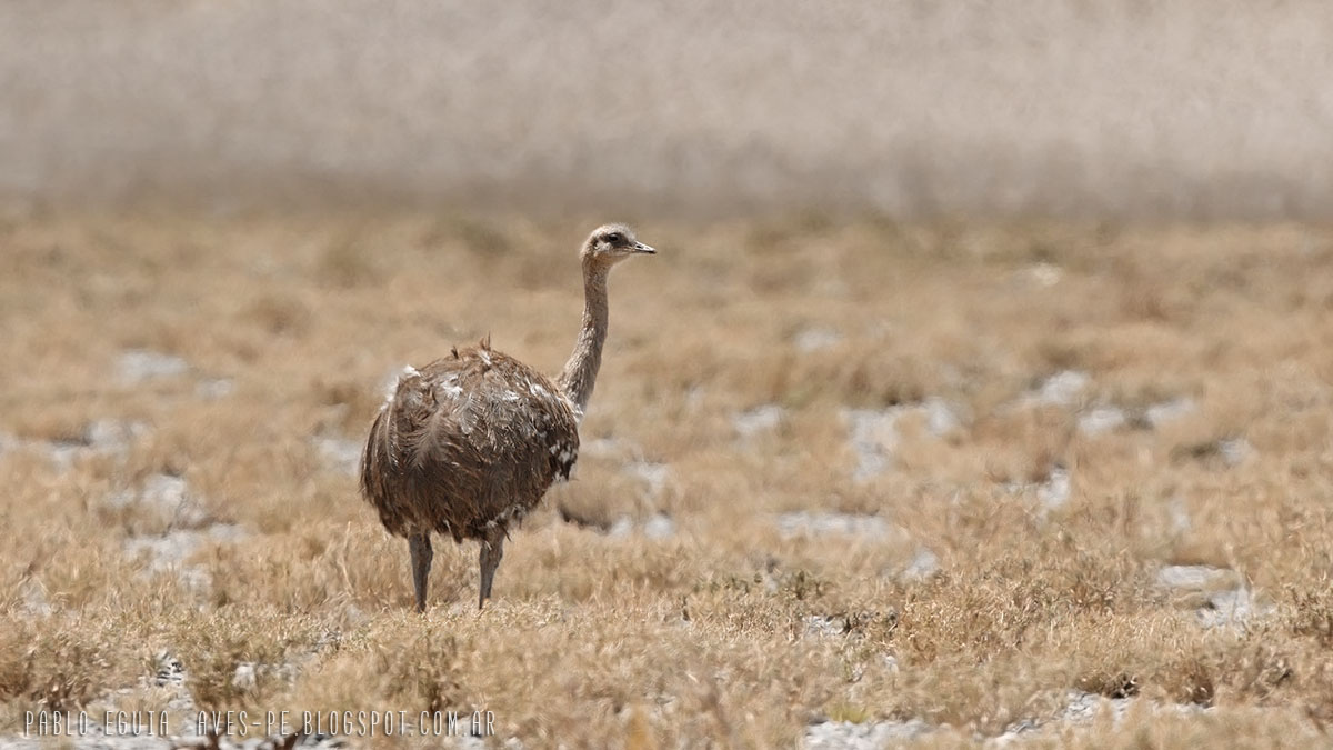 mis fotos de aves: Rhea tarapacensis Suri Cordillerano Puna Rhea