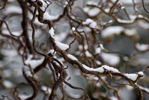 Dimples & Delights: Weekly Menu Feb 23