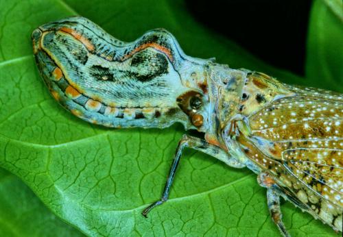 MARIPOSA CAIMÁN (FULGORA LATERNARIA)