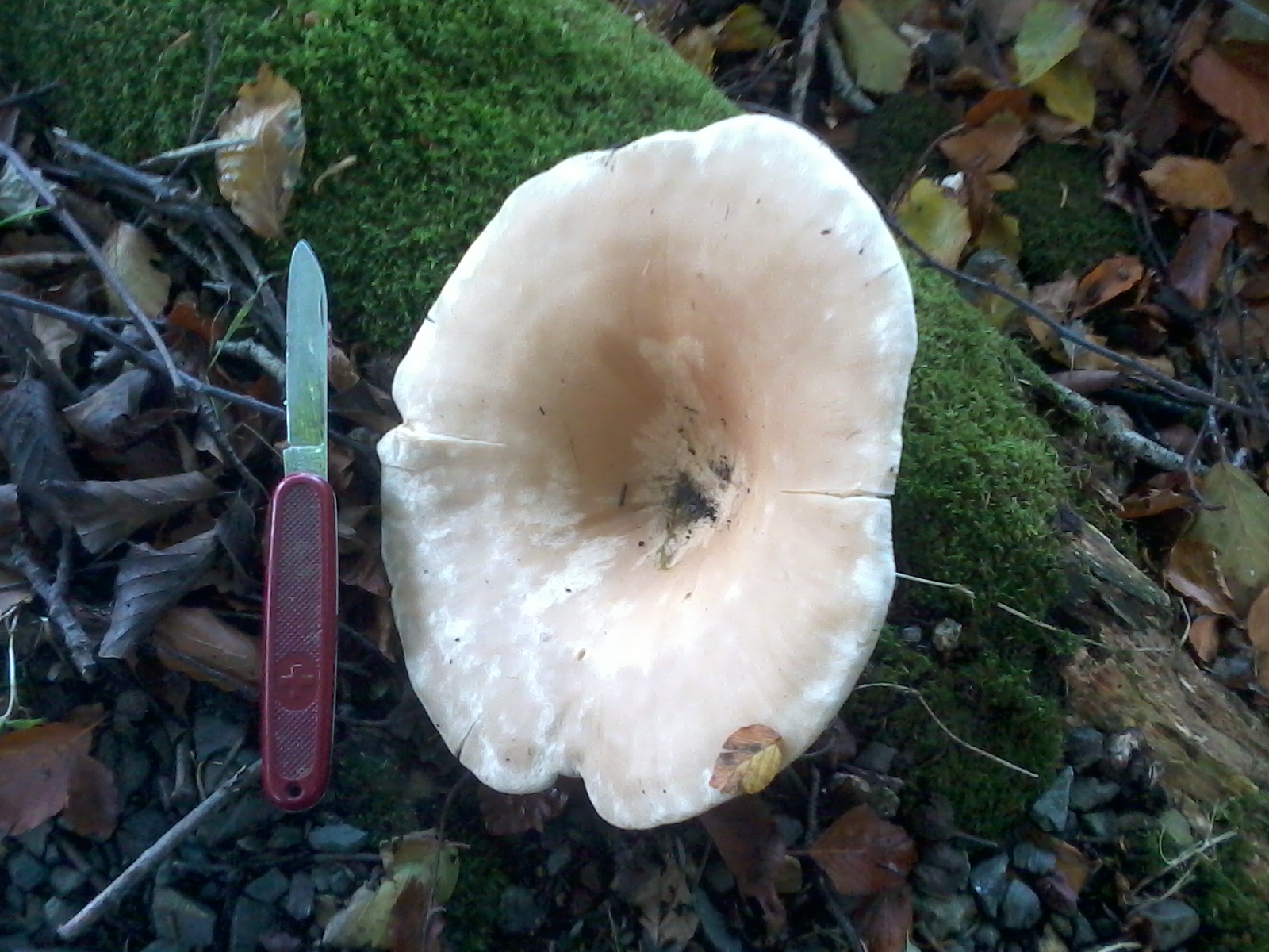 PAT COOKS: Infundibulicybe / clitocybe geotropa, Funnel cap, Monks head ...