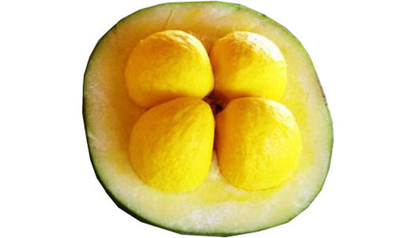 Frutos brasileiros: “pequi, o ouro goiano”