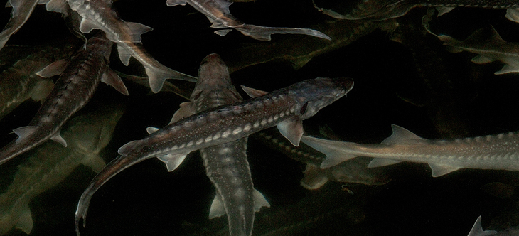 Caviar Harvesting is Almost Complete at Sterling Caviar - Munchie Musings