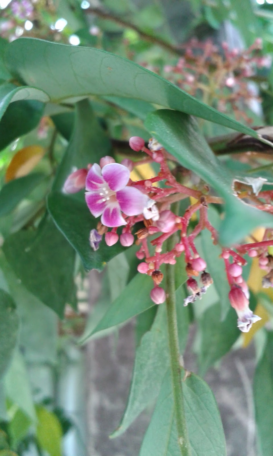 Mengenal Tanaman Belimbing | Juragan Tanaman