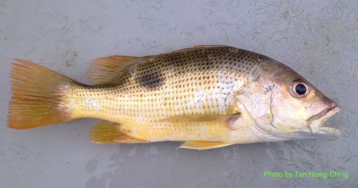 Fish and Fishing in Tanjung Leman: Southeast Asia Saltwater Fish ...