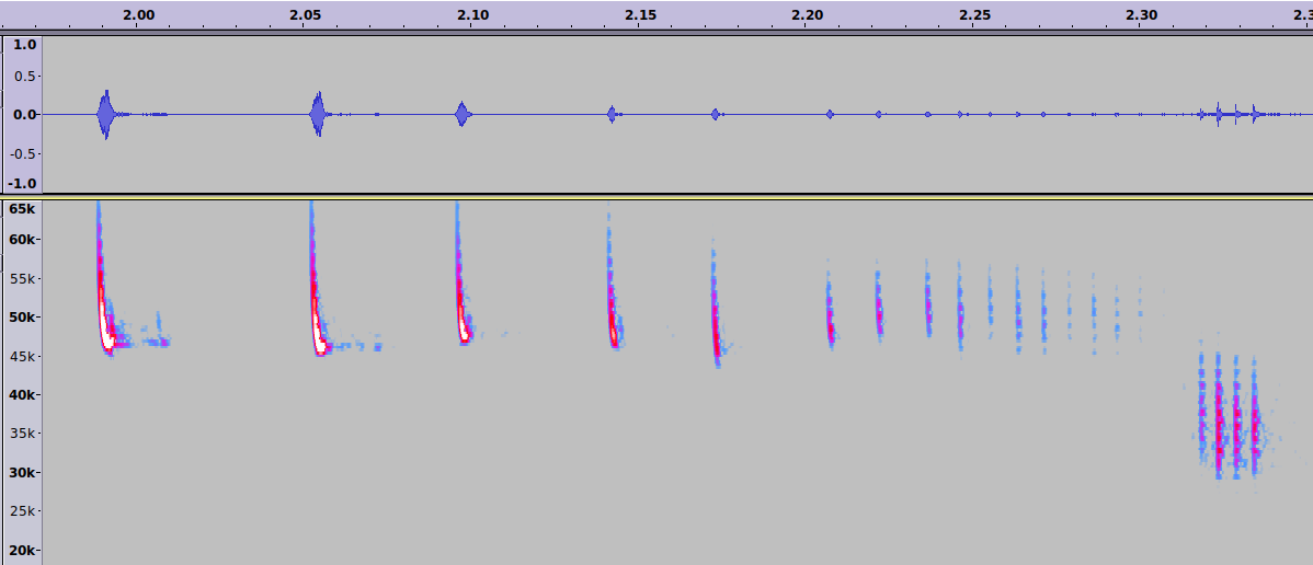 Captain Bodgit: Common Pipistrelle Feeding Buzz