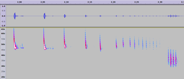 Captain Bodgit: Common Pipistrelle Feeding Buzz