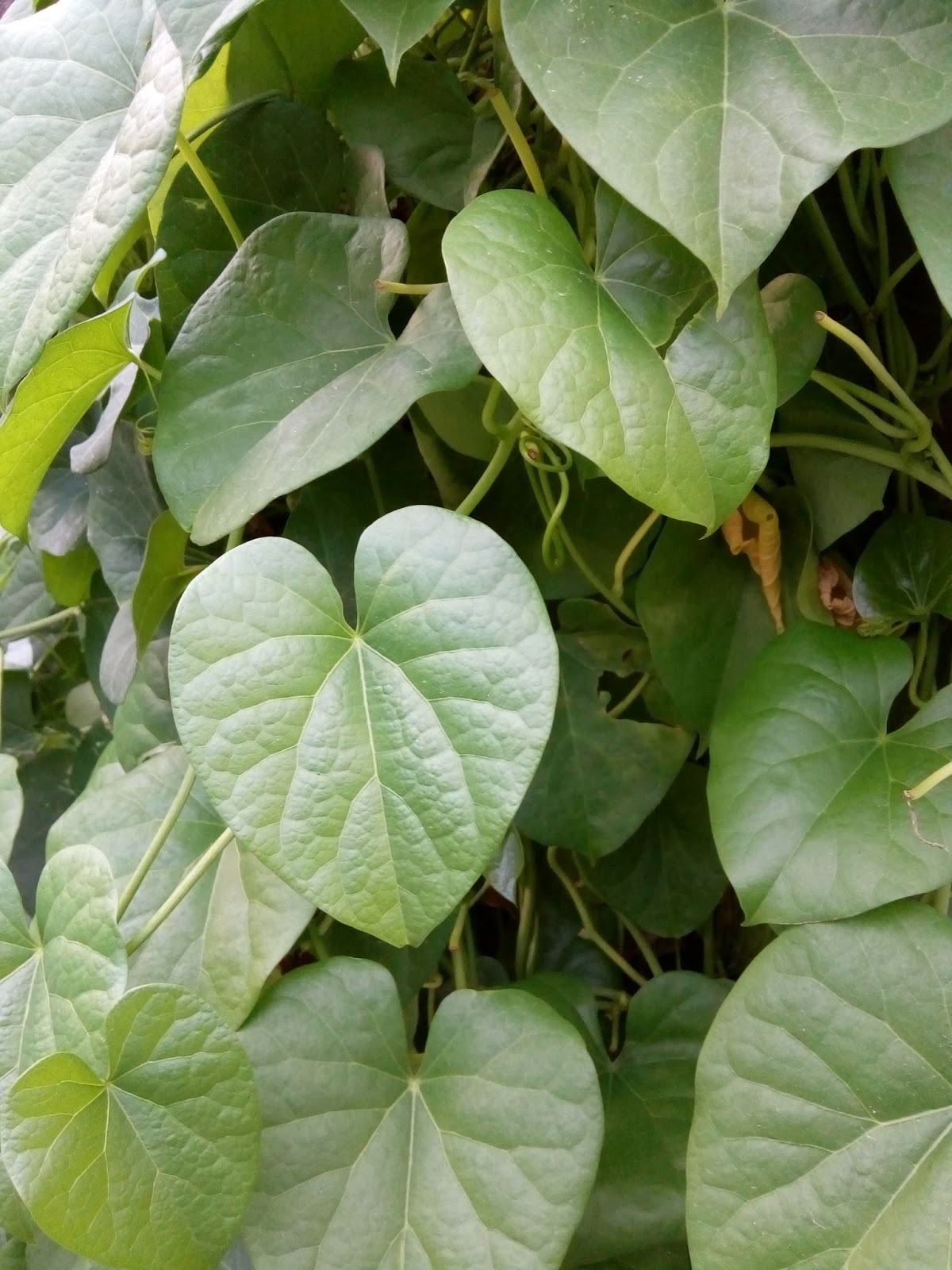 Diseases curing Ayurvedic plant Tinospora Cardifolia (AmruthaBalli)