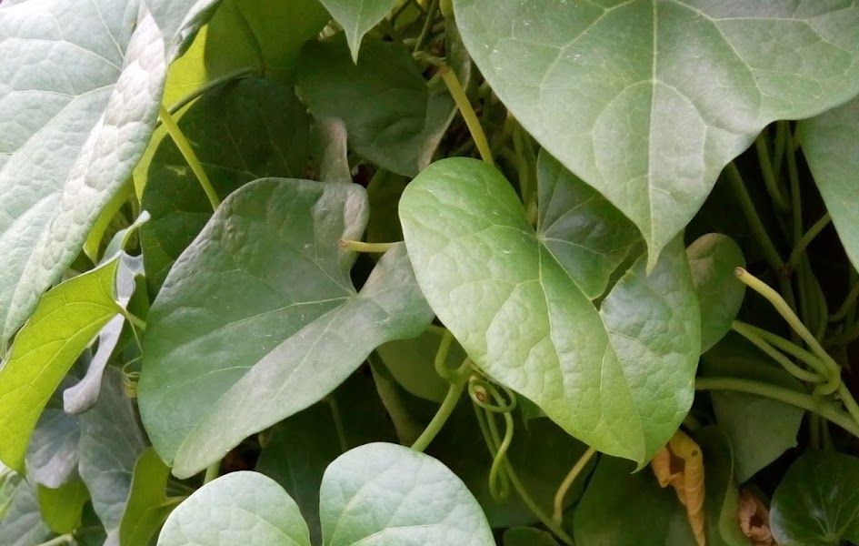 Ayurvedic plant "Amrutha Balli"