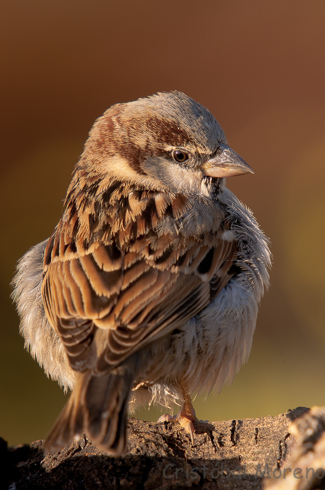 Fotografia: Gorrión común