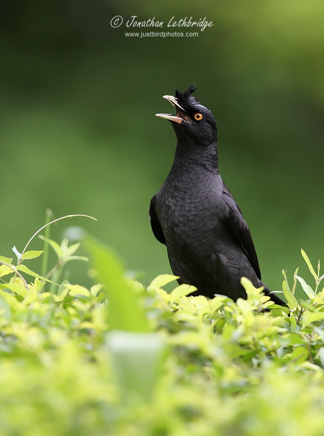 Wanstead Birder: The commonest birds in HK