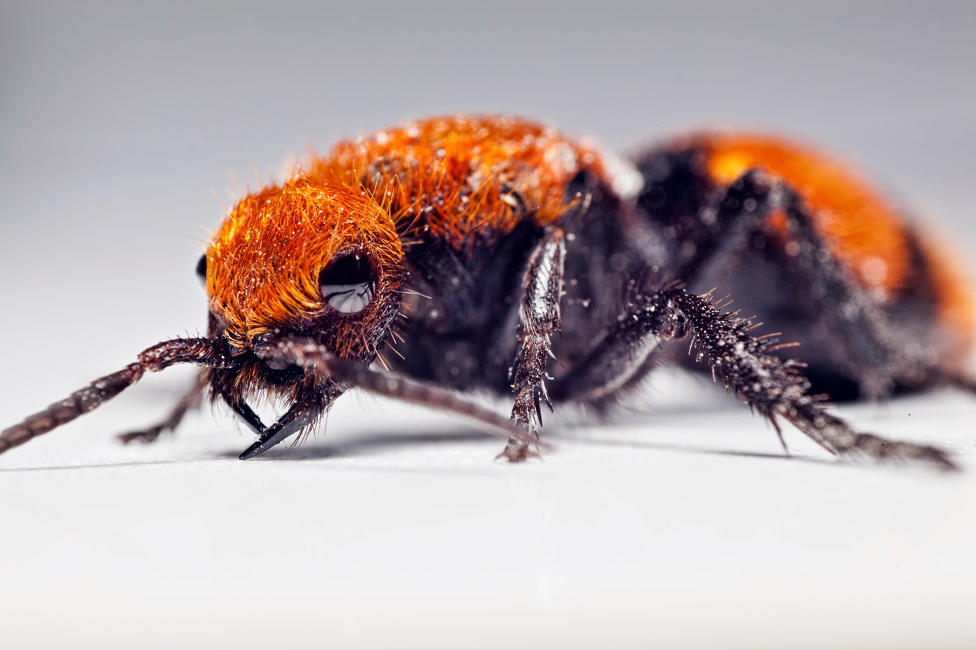 Animales curiosos por el mundo: Hormiga panda (Euspinolia militaris)